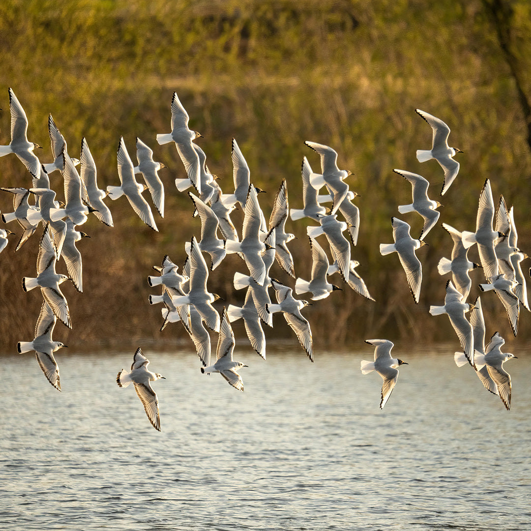 November Bird Watching Guide – siruisportoptic