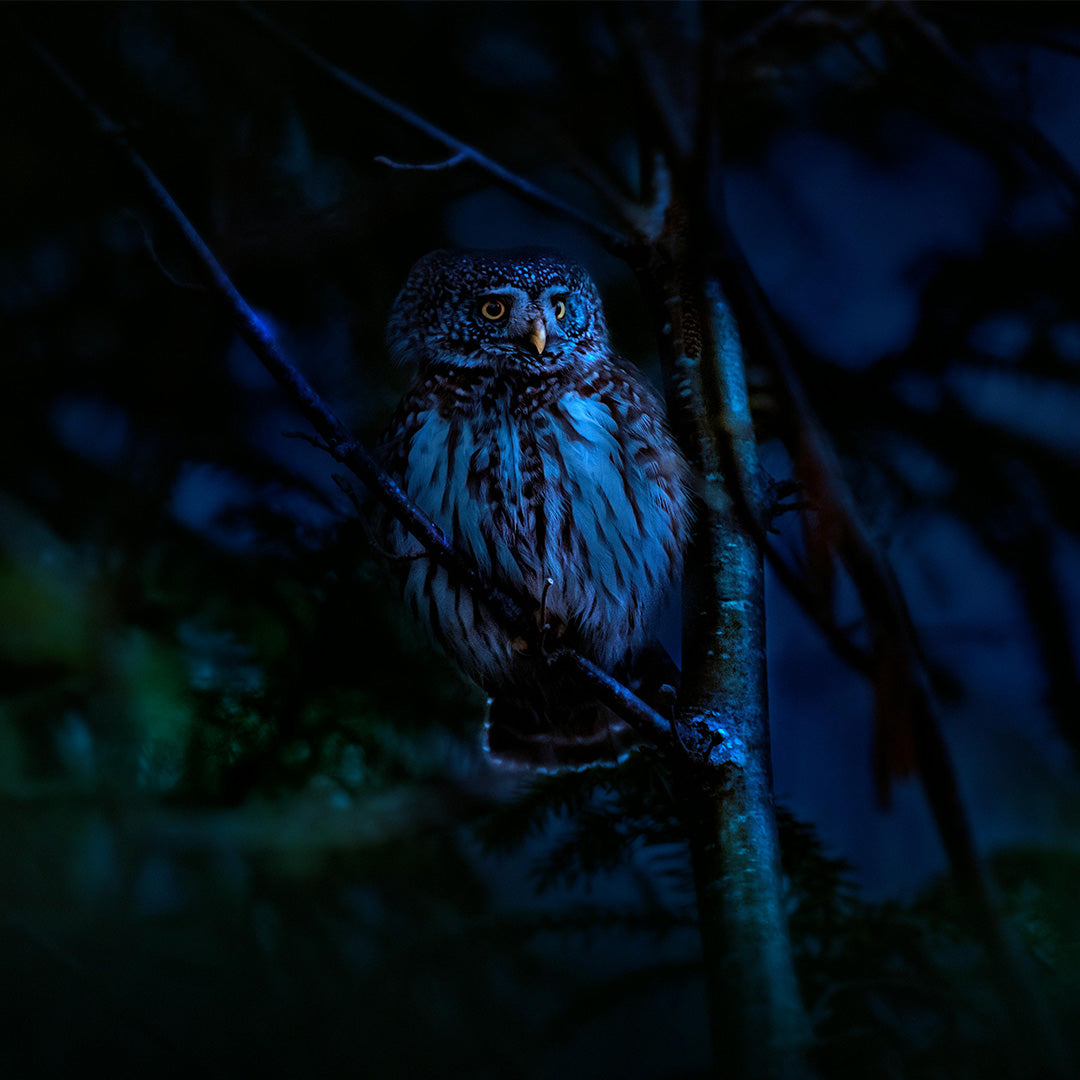 The Secrets of Nocturnal Birds: Exploring the Nighttime Birding World ...